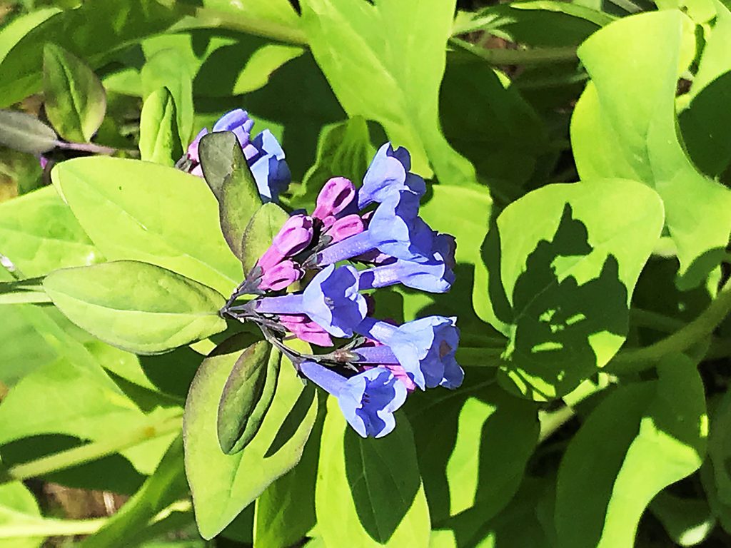 April cool and wet, what about May? - Herald-Standard